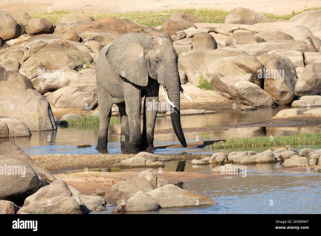 A bull Elephant has a quiet drink in the Great Ruaha River. As the dry ...