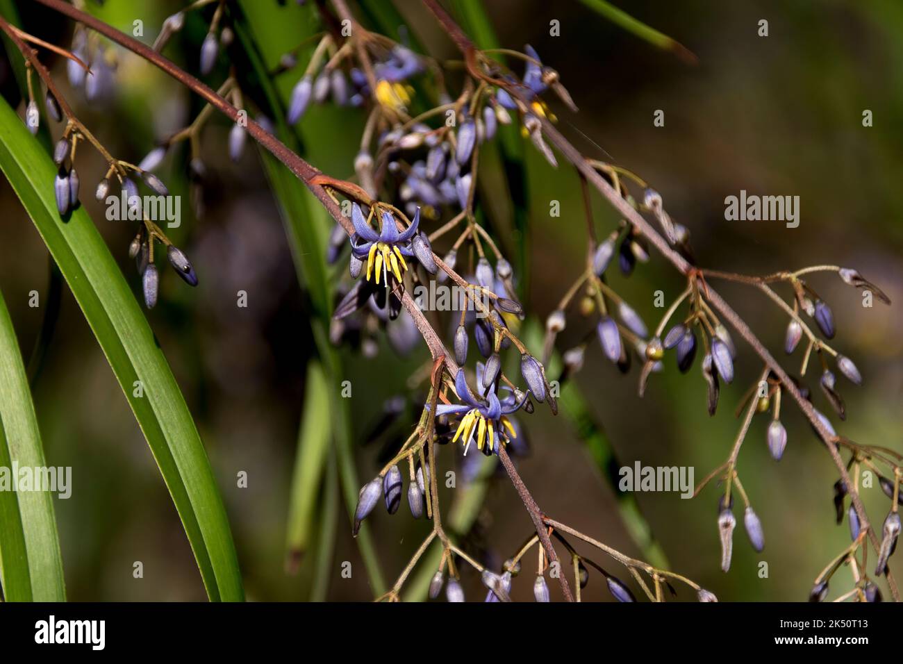 Dianella revoluta hi-res stock photography and images - Alamy