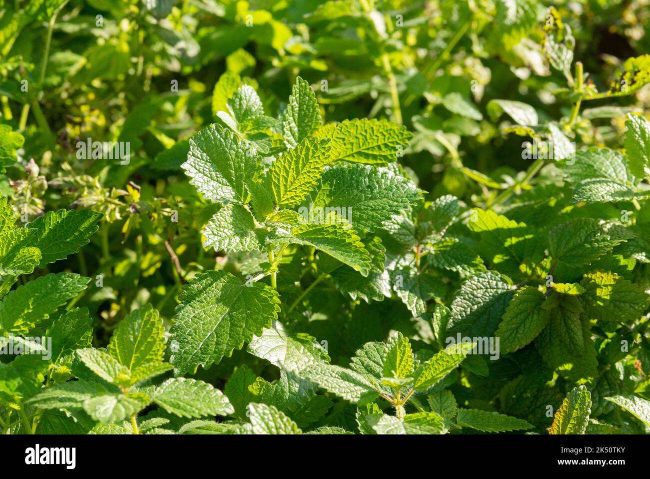 Lemon Balm Plant, Melissa Officinalis Stock Photo - Alamy