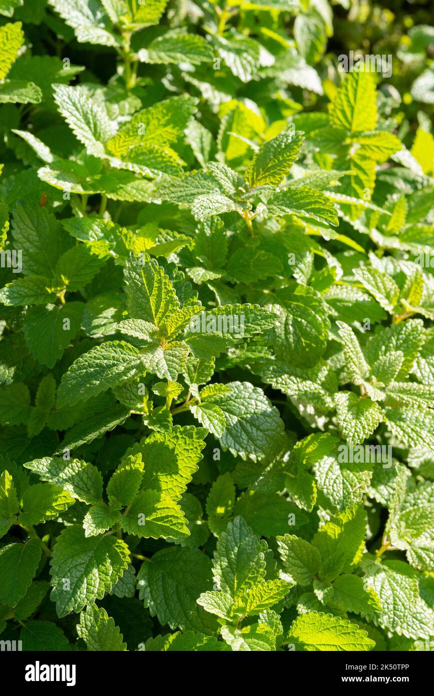 Lemon Balm Plant, Melissa Officinalis Stock Photo - Alamy