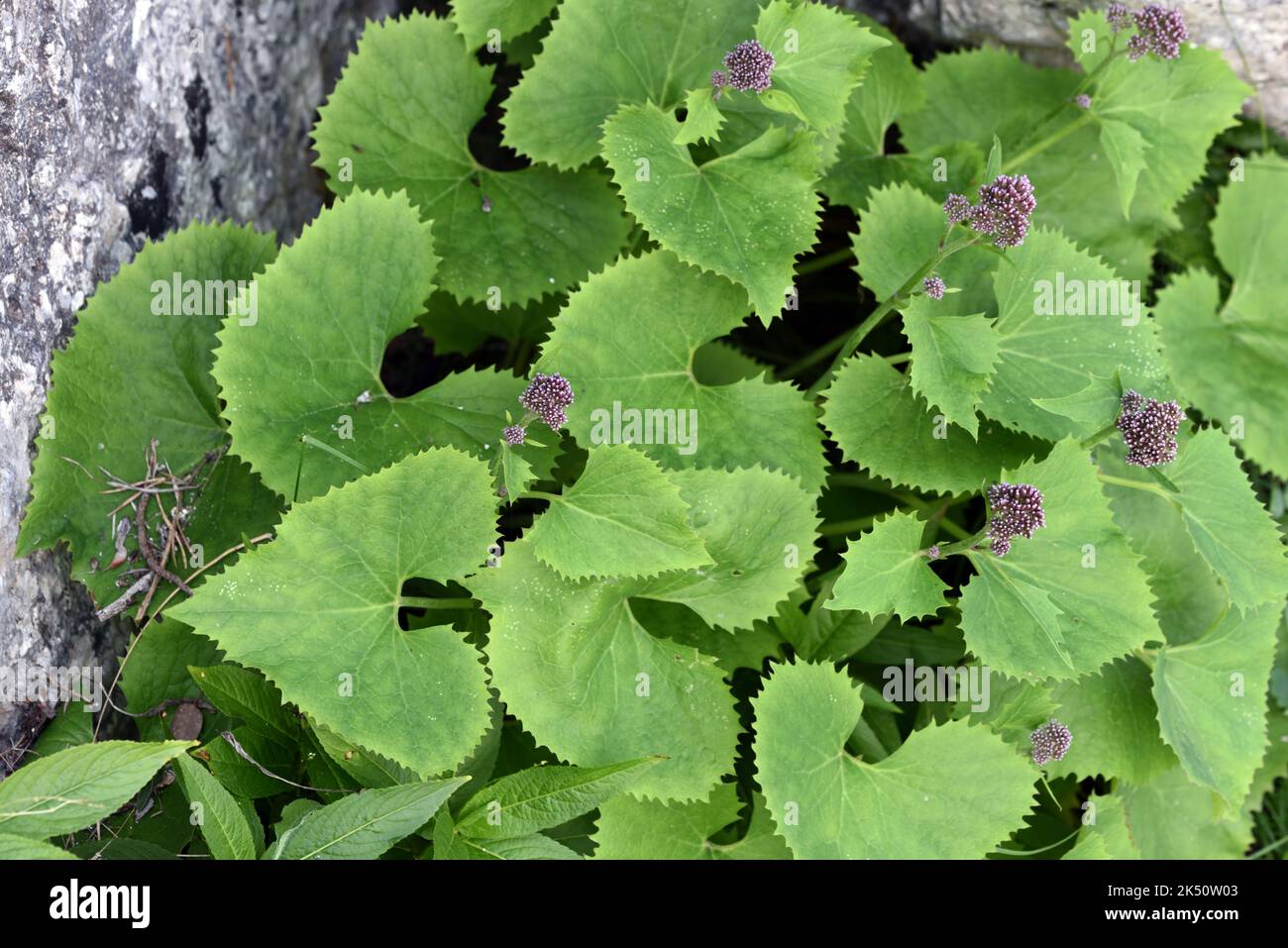 Toothed leaf margins hi-res stock photography and images - Alamy