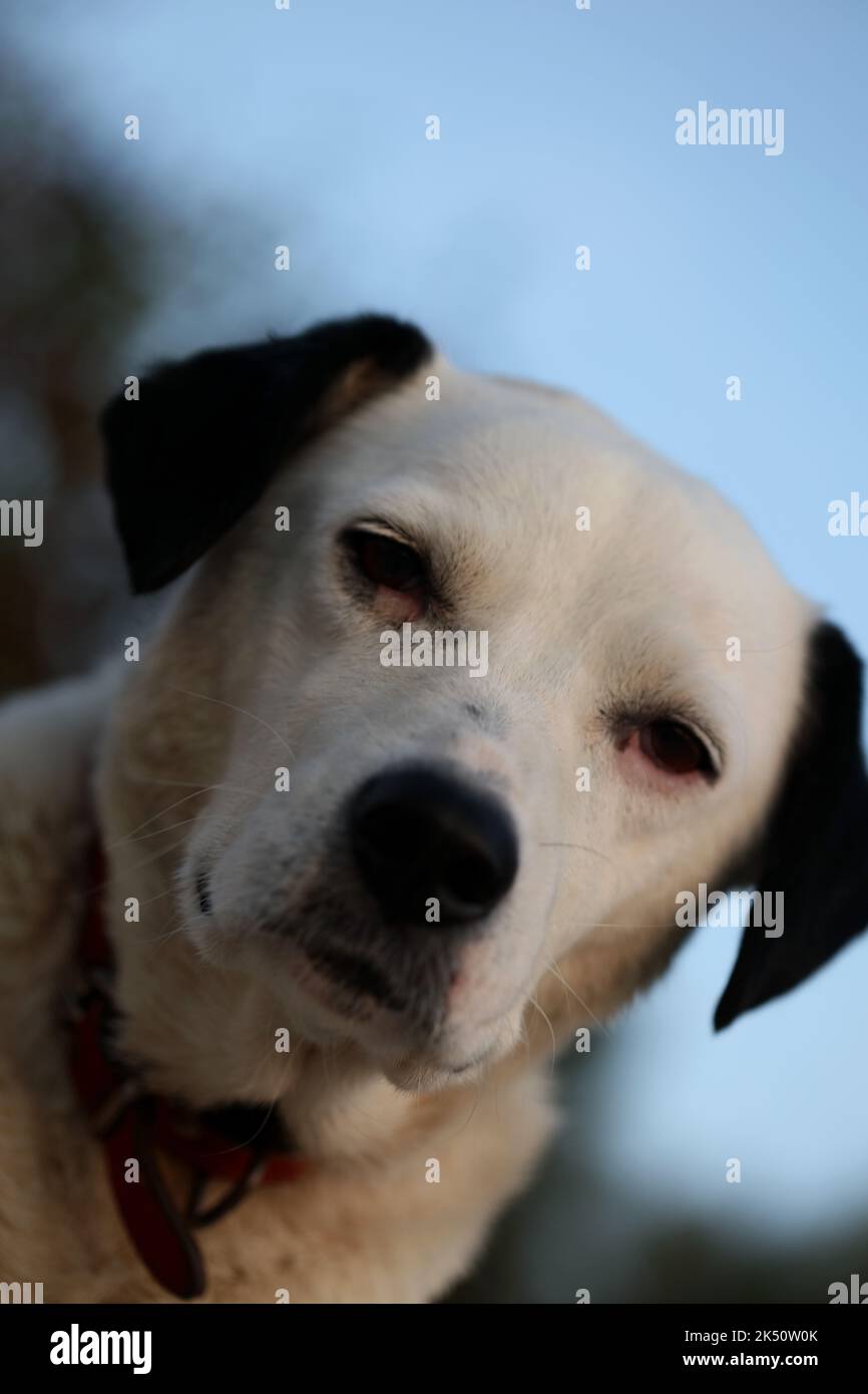Cute white and black dog profile close up animal background high ...