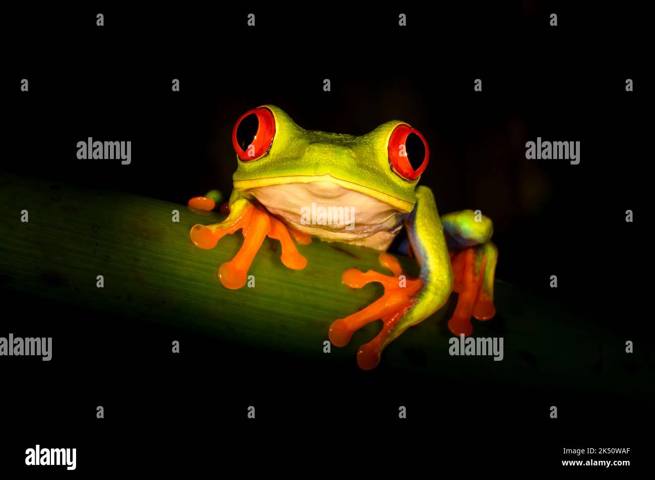 Red-eyed tree frog (Agalychnis callidryas) sitting on a branch at night ...