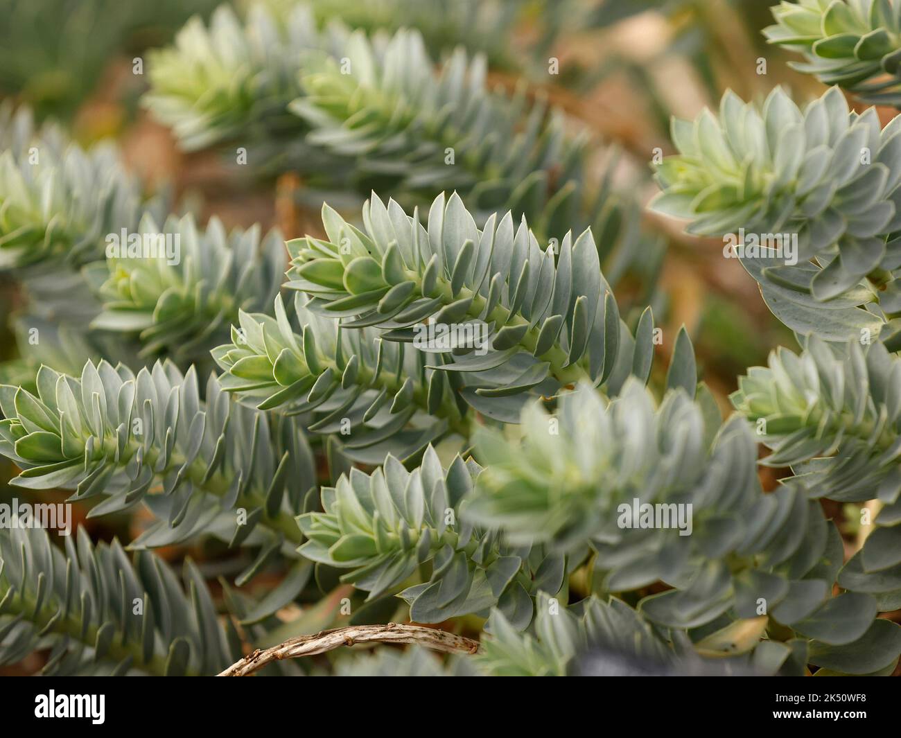 Close up of the foliage of the ornamental plant Euphorbia myrsinitis or ...