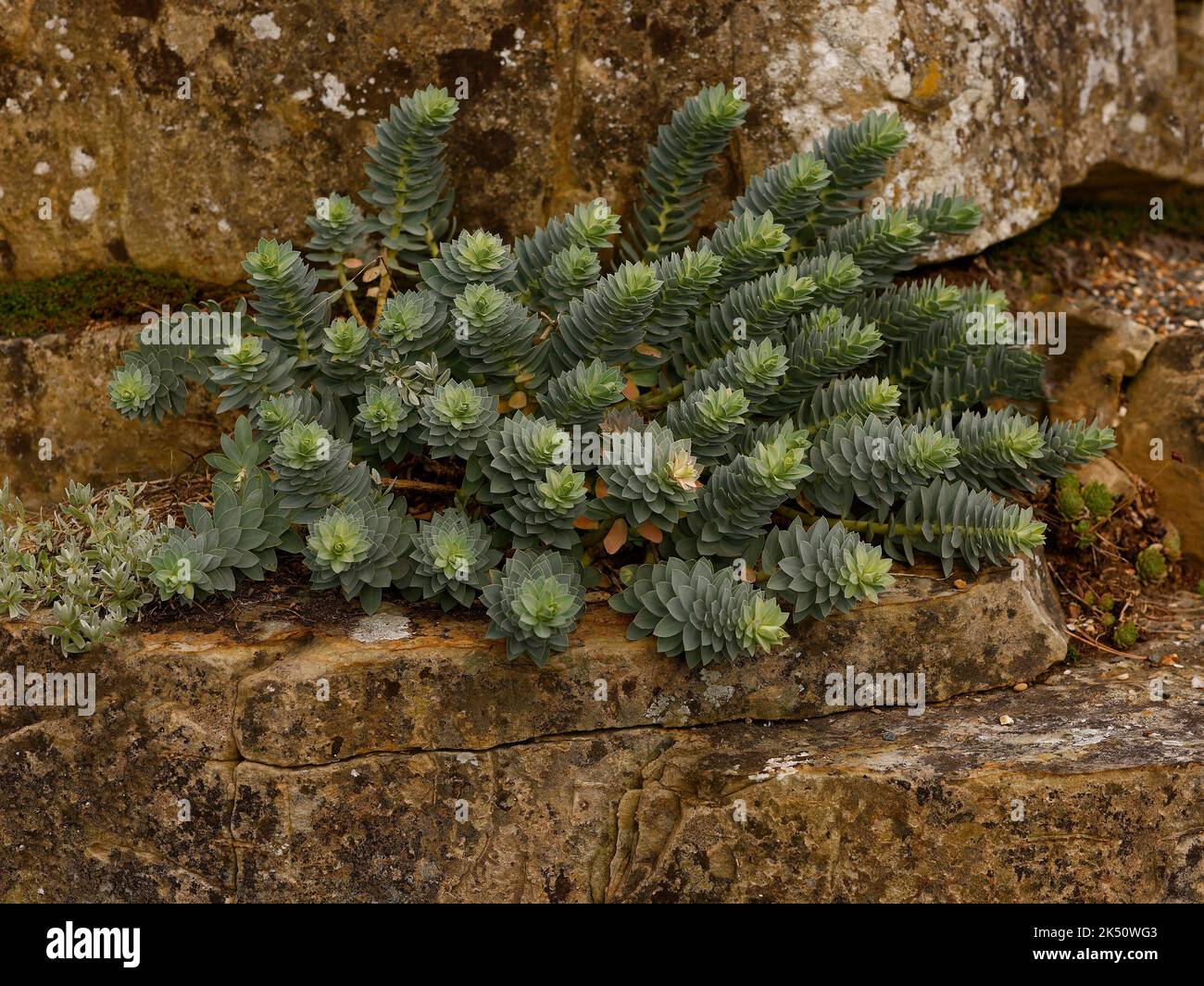 Close up of the foliage of the ornamental plant Euphorbia myrsinitis or ...