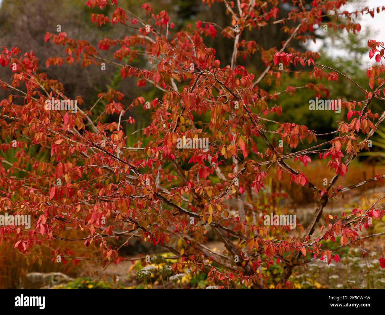 Close up the red foliage of small garden tree or large bush Euonymus ...