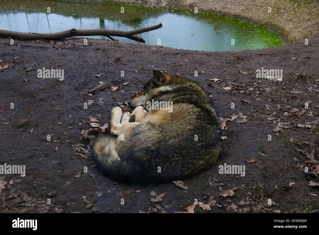 A Close up the sleeping wolf in the woods in the water Stock Photo - Alamy