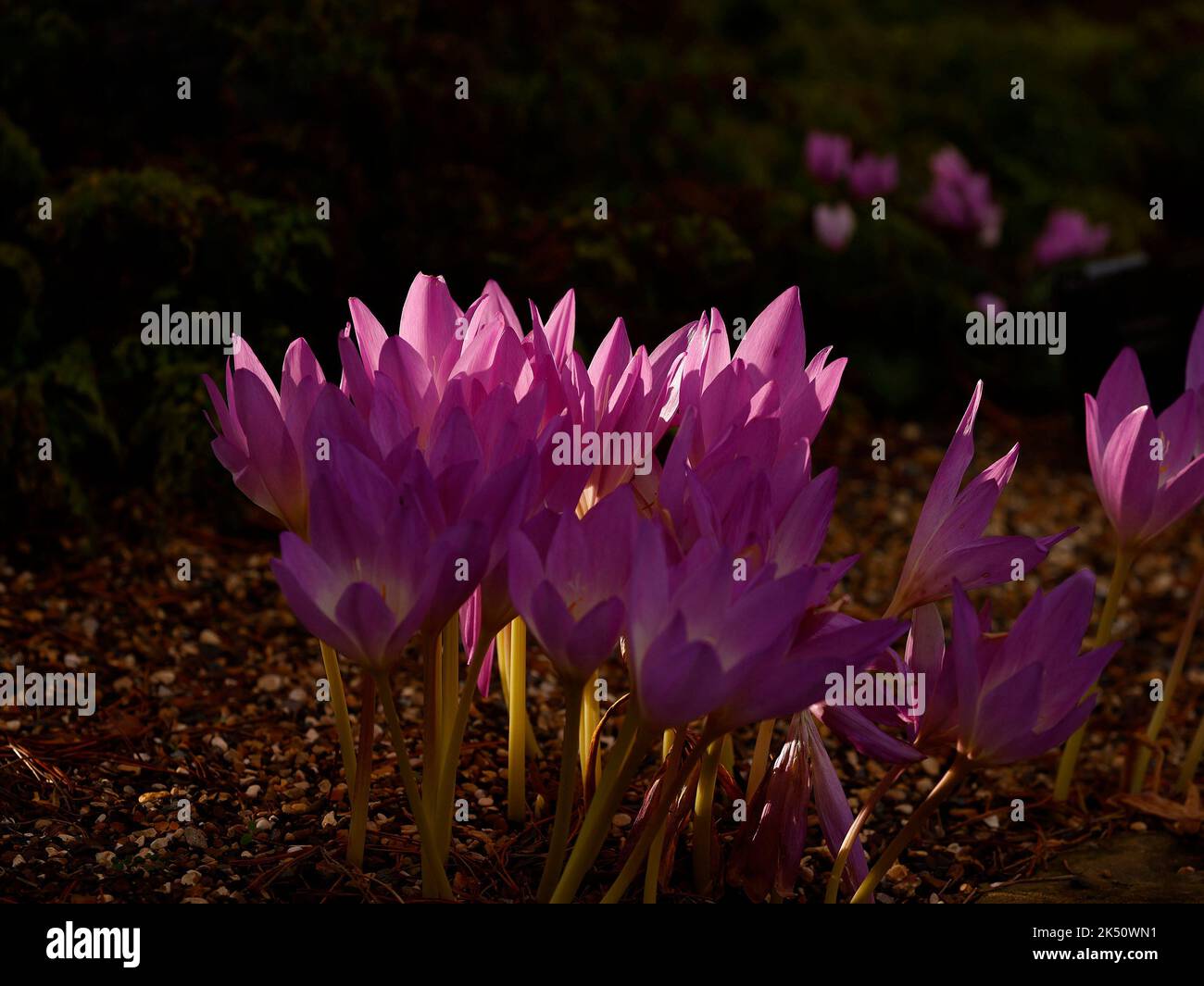 Colchicum corm hi-res stock photography and images - Alamy