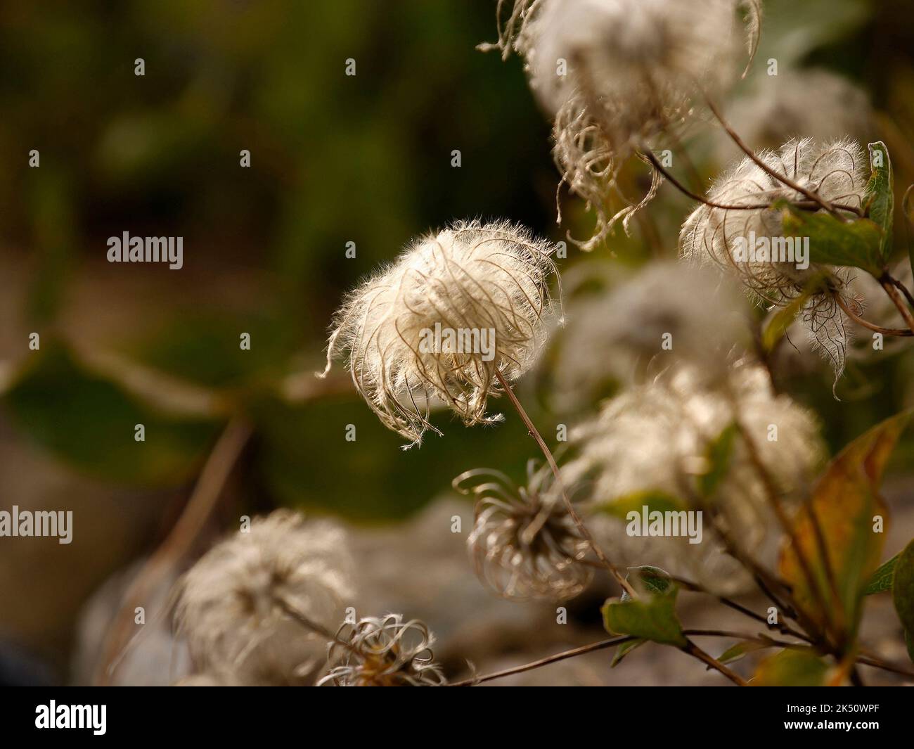 Close up of the fluffy and whirly seedhead of Clematis integrifolia a ...