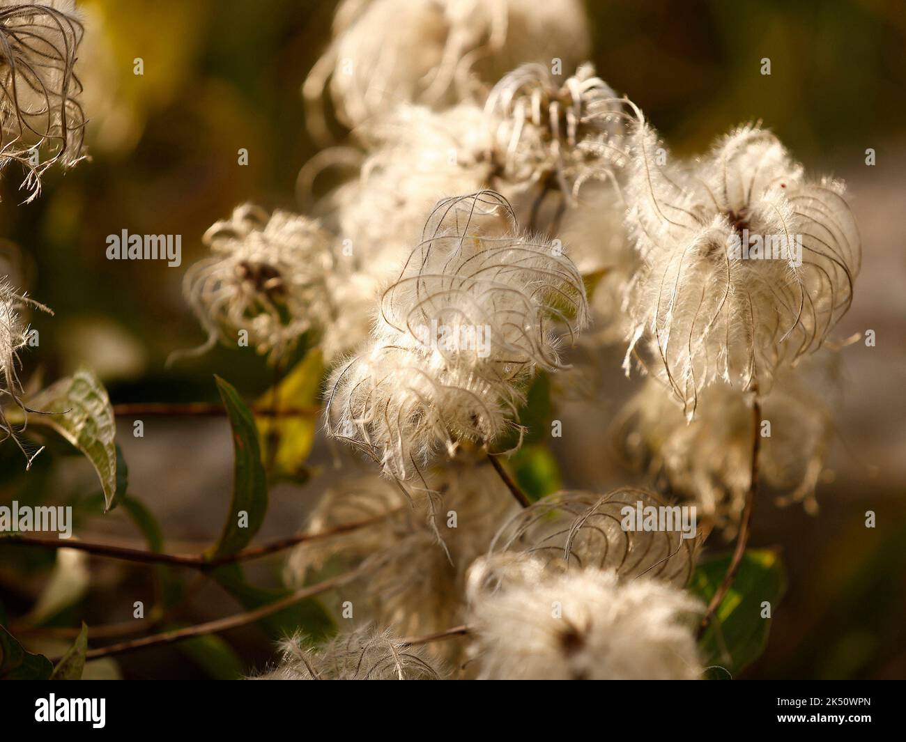 Close up of the fluffy and whirly seedhead of Clematis integrifolia a ...