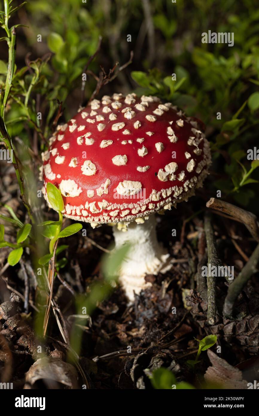 Fly agaric (Amanita muscaria), poisonous mushroom Stock Photo - Alamy