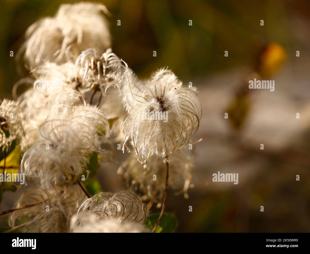 Close up of the fluffy and whirly seedhead of Clematis integrifolia a ...