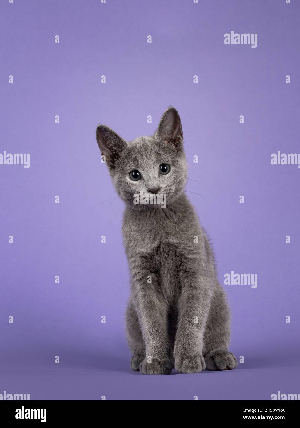 Sweet curious Russian Blue cat kitten, sitting up facing front. Looking ...