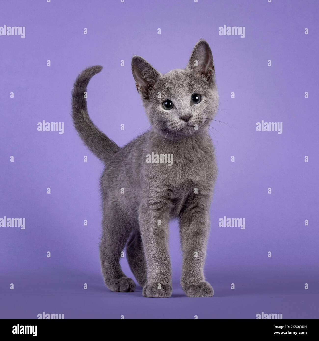 Sweet curious Russian Blue cat kitten, standing up facing front ...