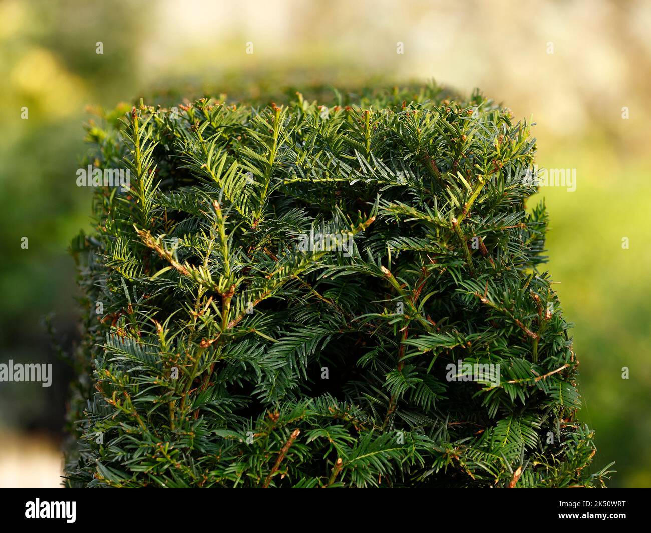 Close up of the evergreen Taxus baccata or yew hedge seen in the garden ...