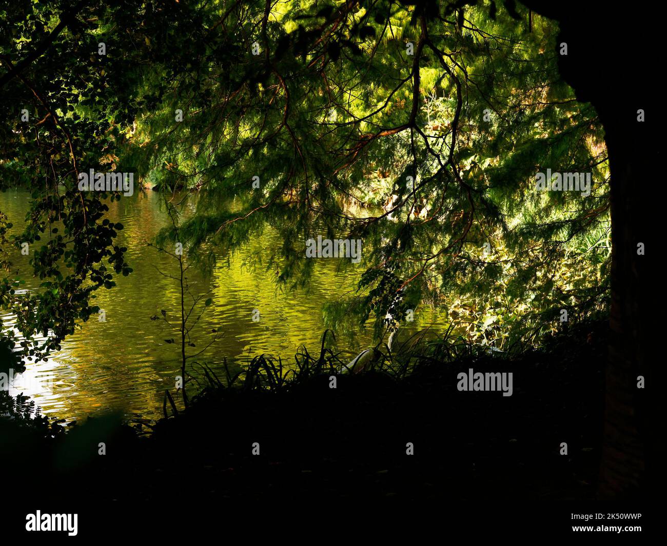 Close up of the water surface of a garden pond under trees and ...