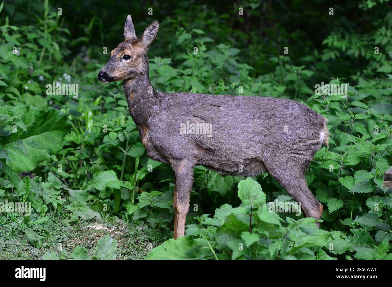 adult female roe deer in spring. Dorset, UK May Stock Photo - Alamy