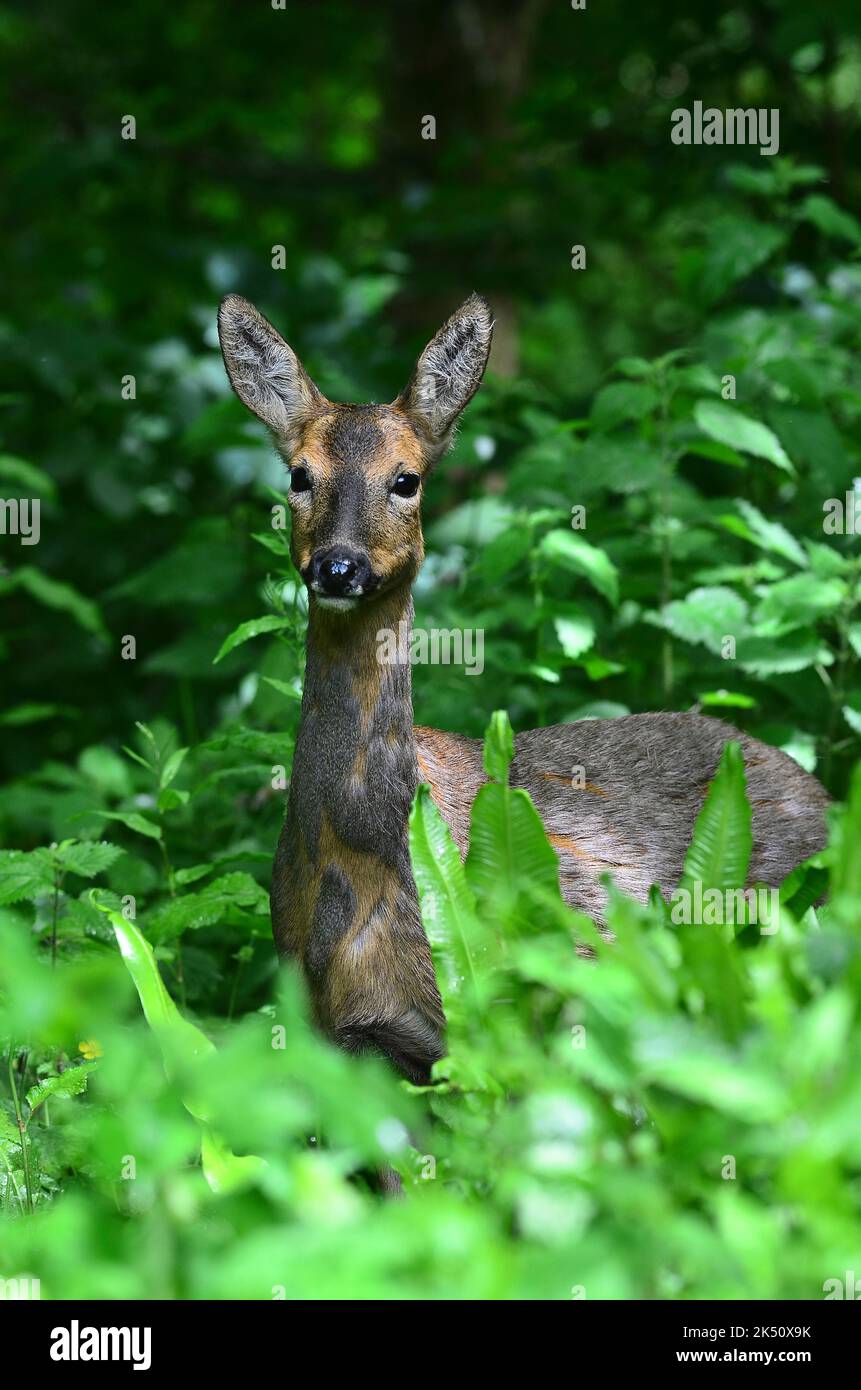 adult female roe deer in spring. Dorset, UK May Stock Photo - Alamy