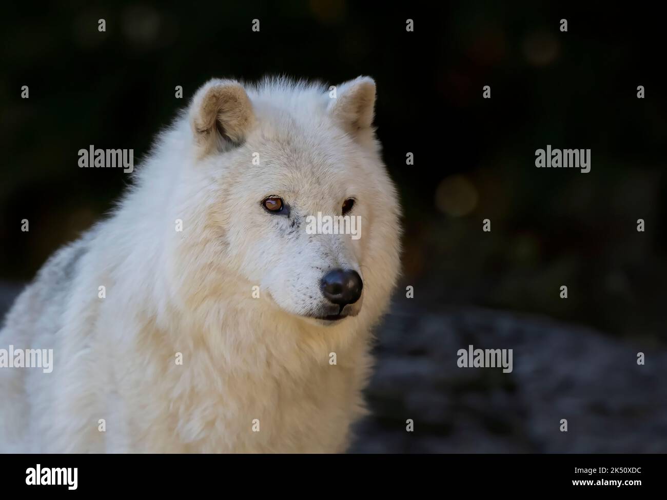 White Wolf Blue Eyes Face