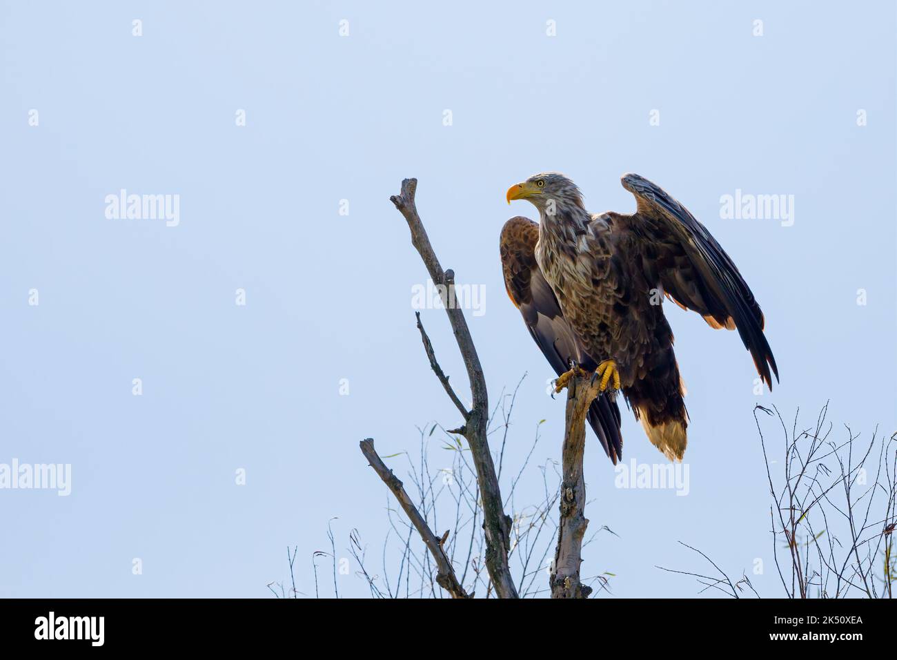 A white tailed eagle in the wilderness of the Danube Delta in Romania ...