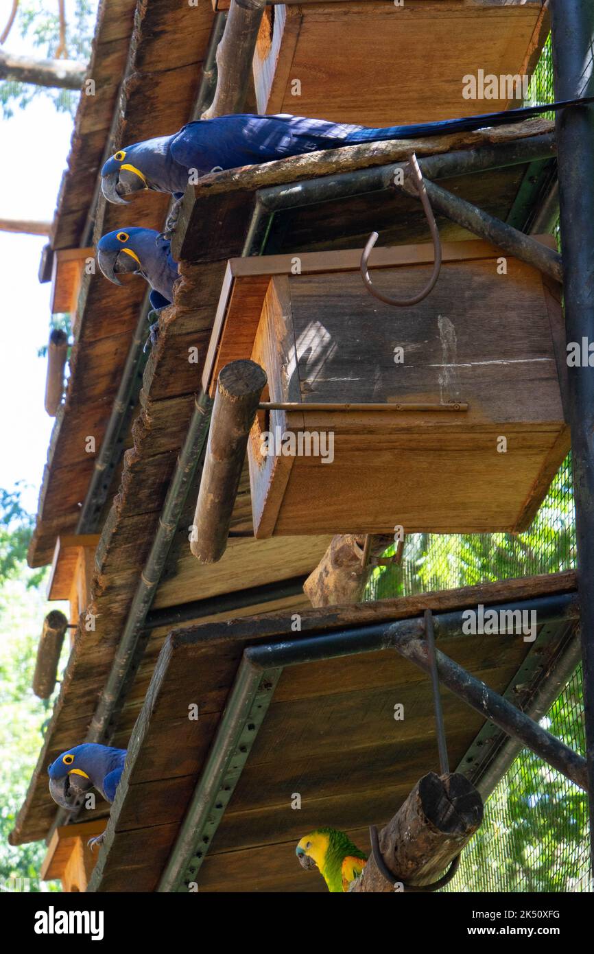 A low angle shot of Hyacinth macaw parrots (Anodorhynchus hyacinthinus ...