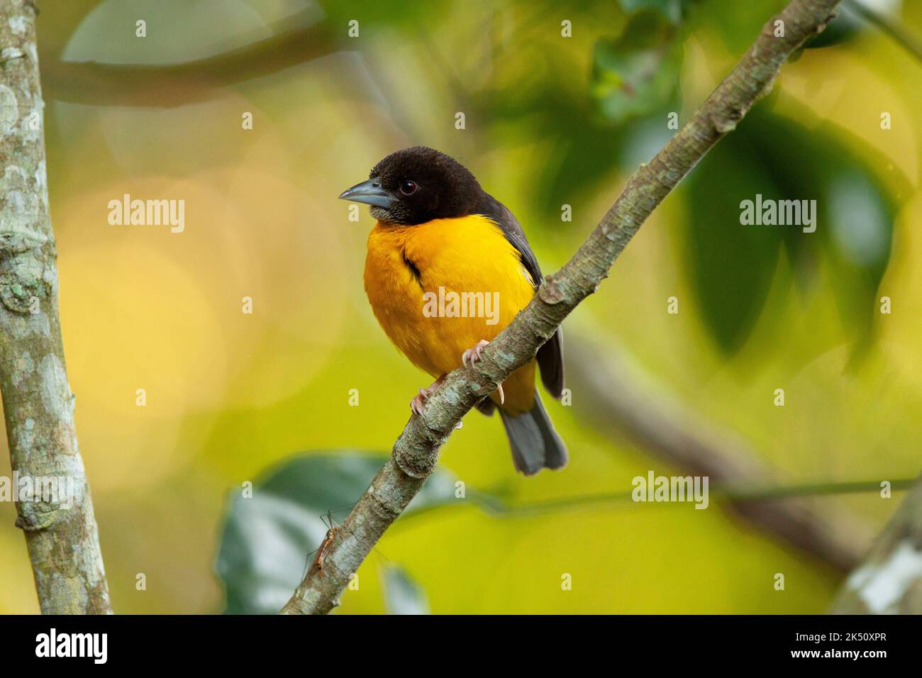 South african weaver birds hi-res stock photography and images - Alamy