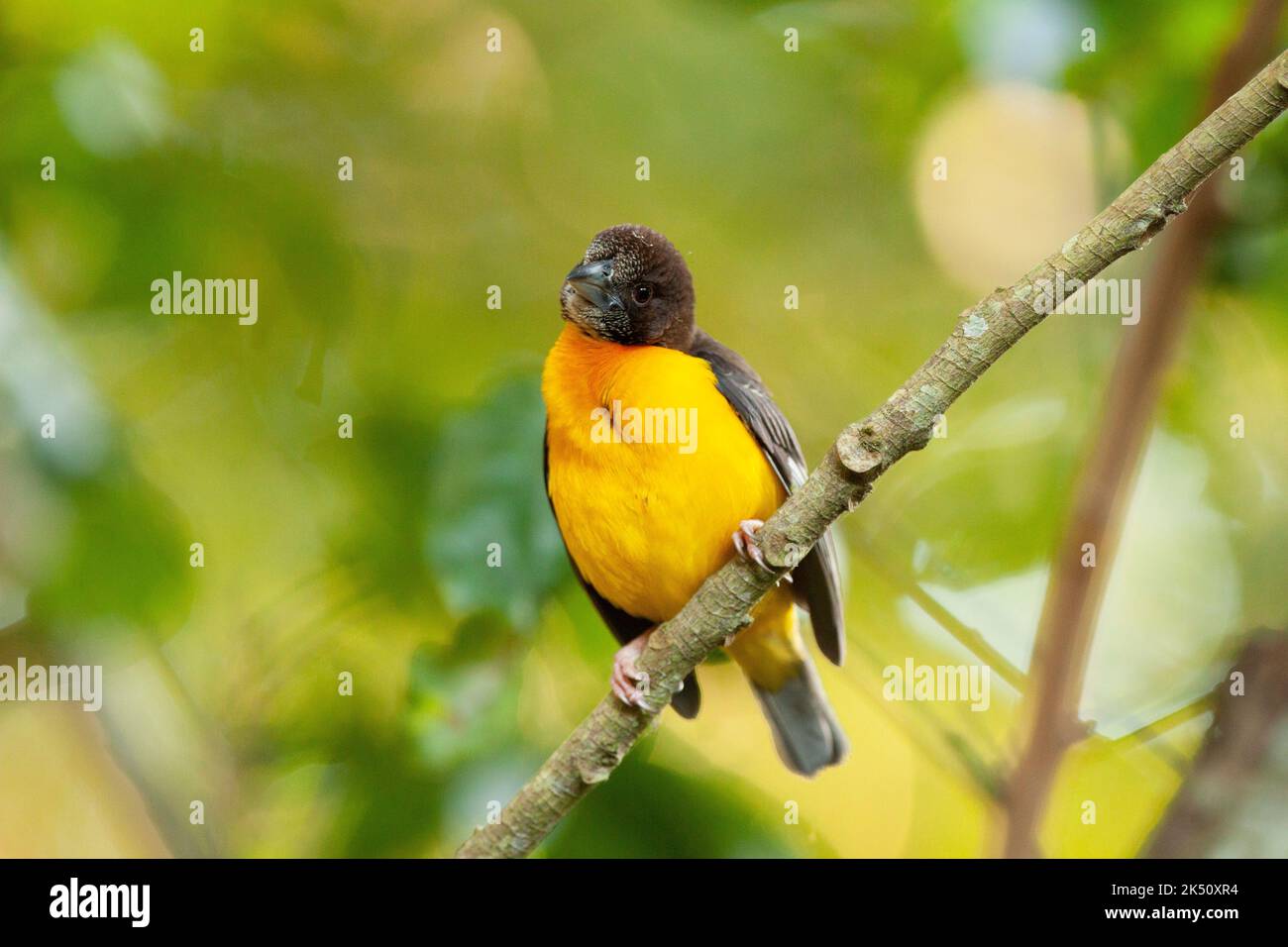 South african weaver birds hi-res stock photography and images - Alamy