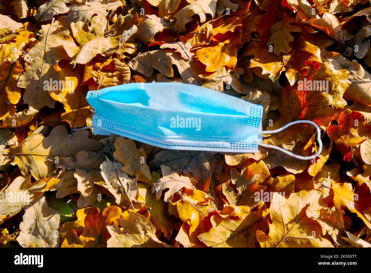 A top view of a blue medical used mask on fallen autumn leaves Stock ...
