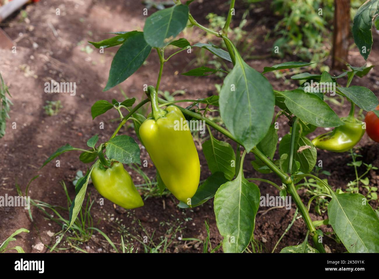 Bell pepper in the greenhouse. Green bell pepper hanging on a branch ...