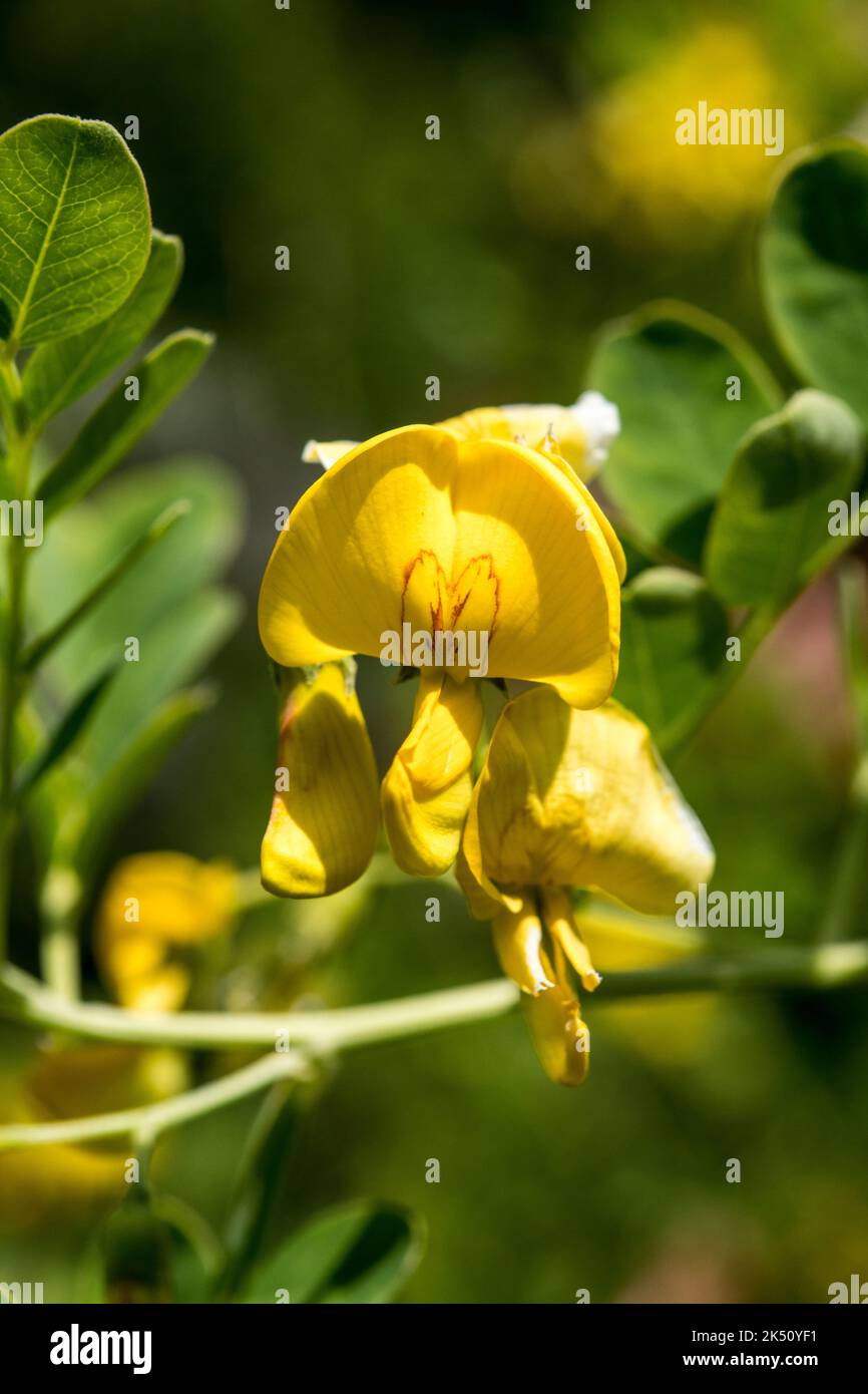 Colutea arborescens hi-res stock photography and images - Alamy