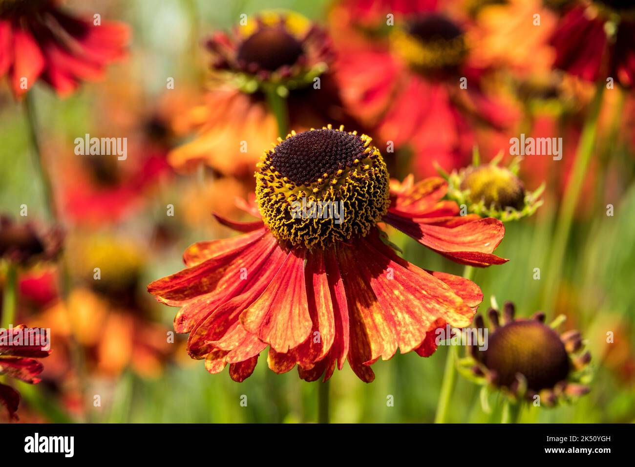 Helenium cultivar hi-res stock photography and images - Alamy