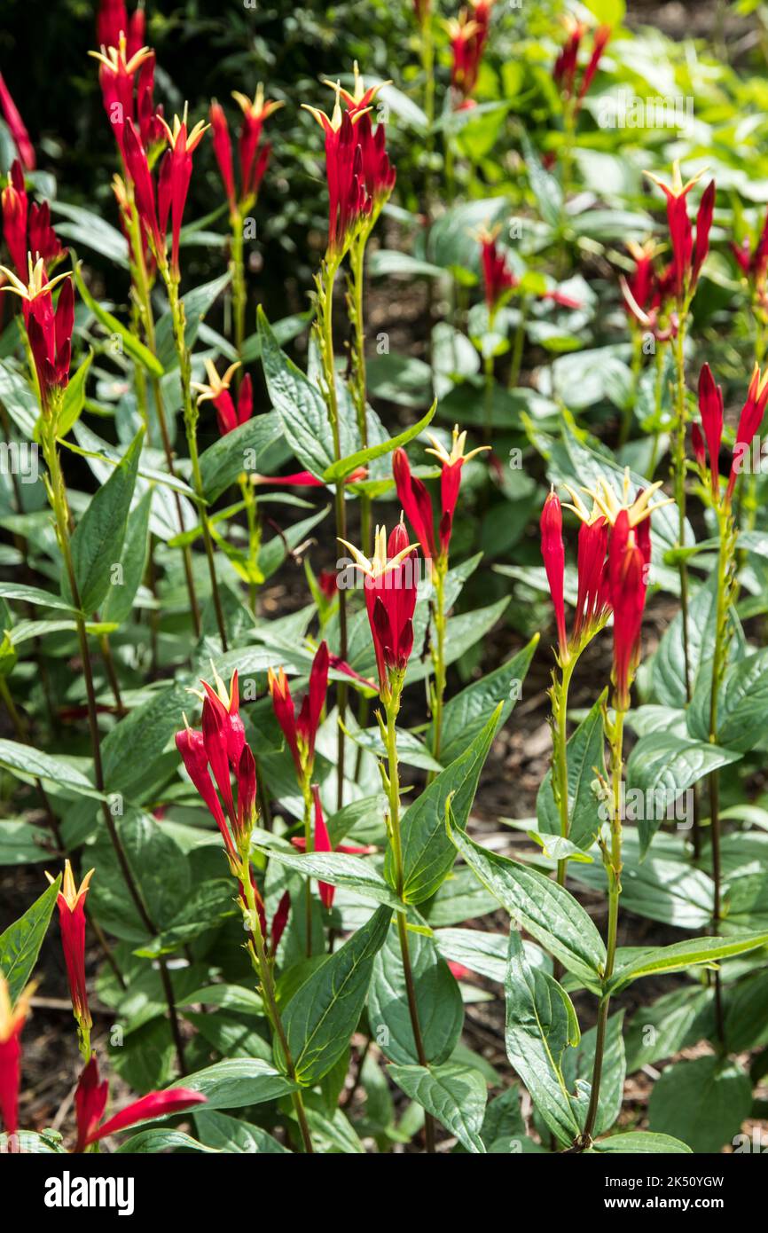 Spigelia little redhead hi-res stock photography and images - Alamy