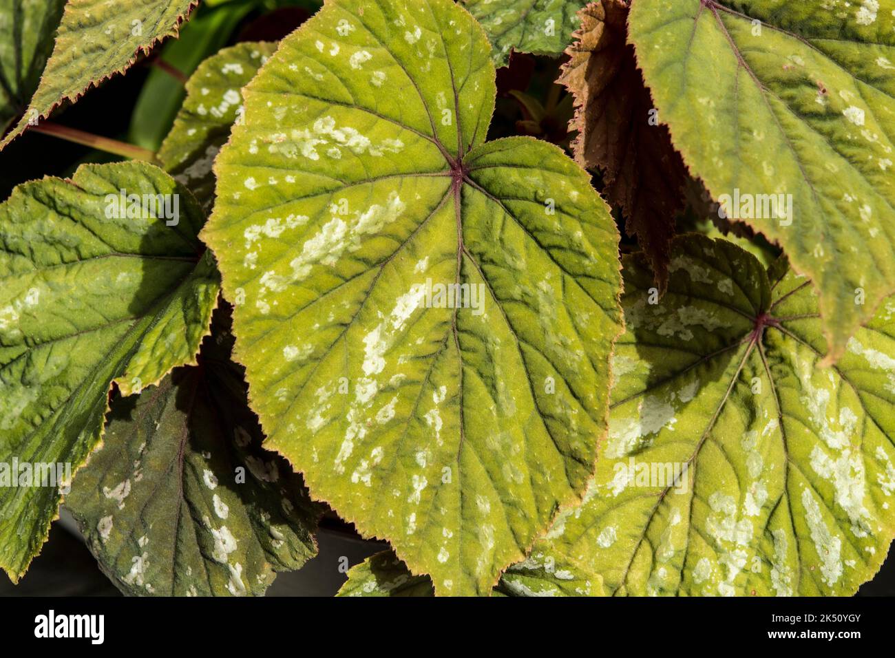 Begonia grandis 'Sparkle and Shine' Stock Photo - Alamy