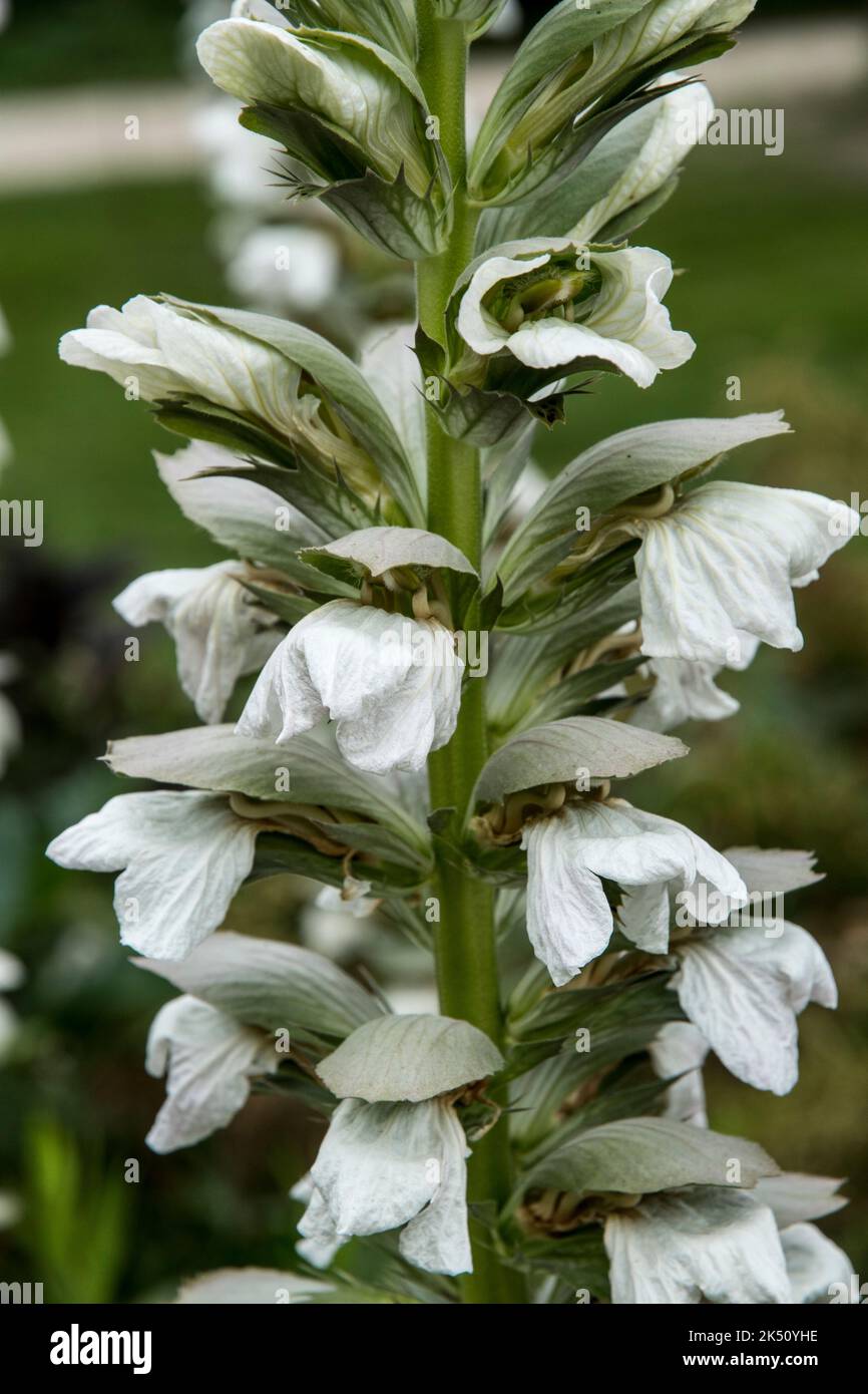 Acanthus mollis 'Rue Ledan' Stock Photo - Alamy