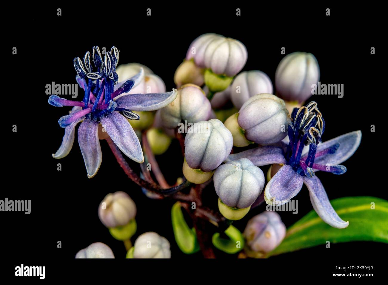 Dichroa versicolor hi-res stock photography and images - Alamy