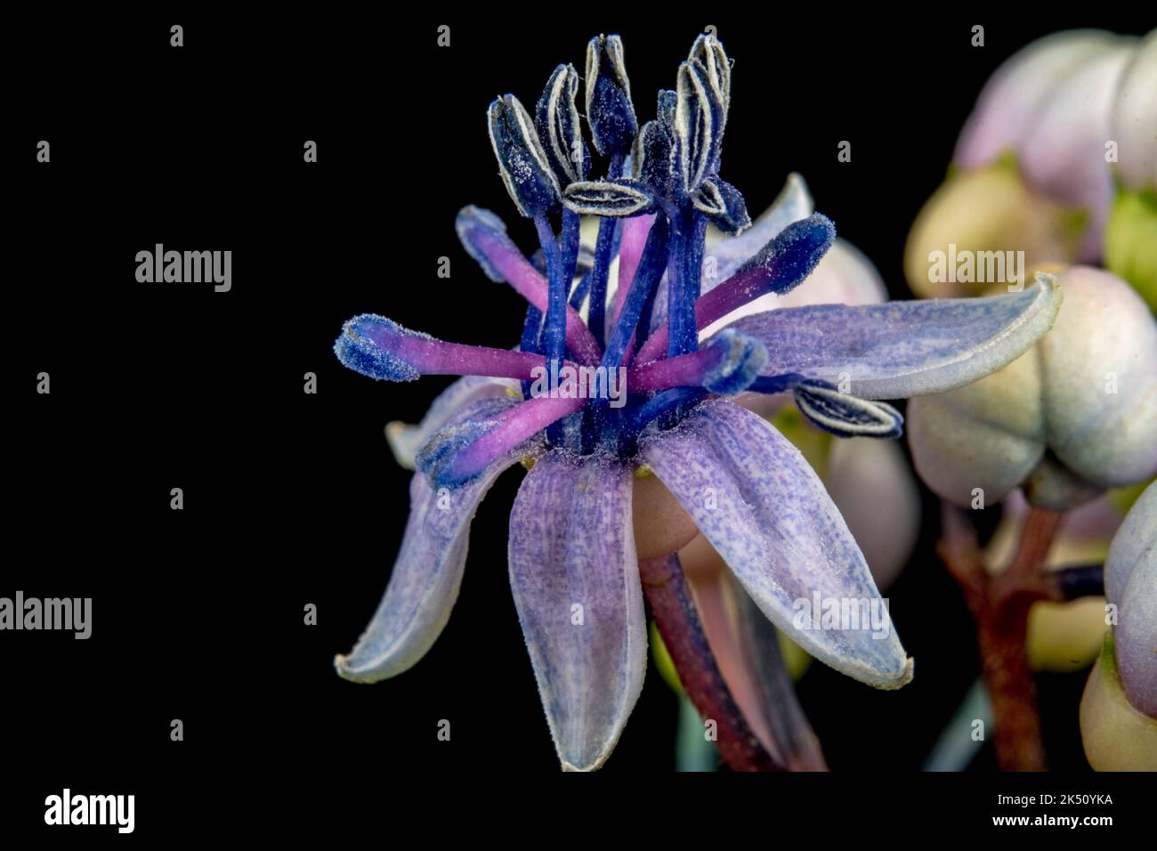 Dichroa versicolor hi-res stock photography and images - Alamy