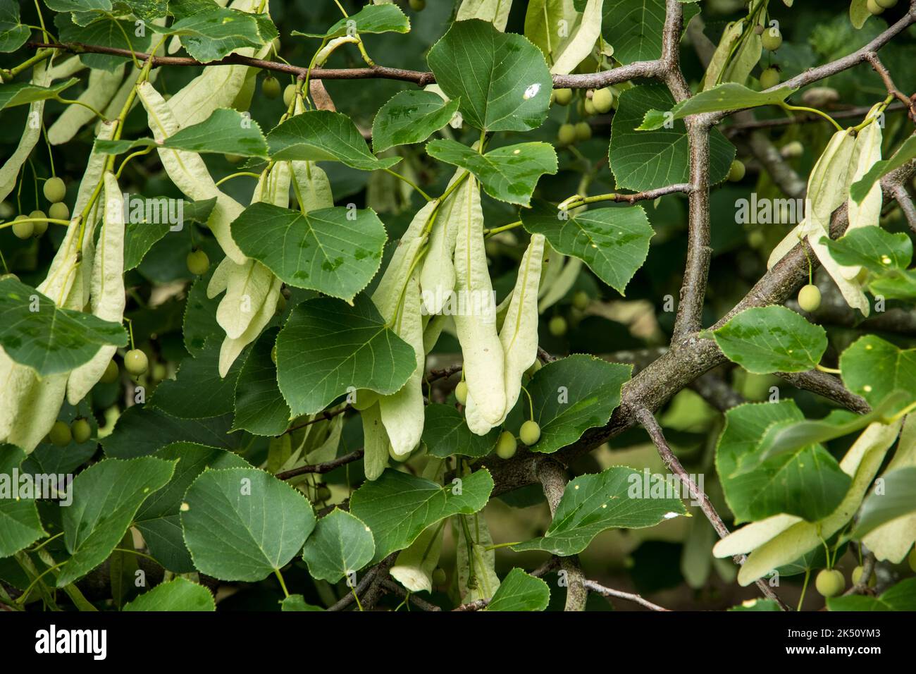Seeds of Tilia oliveri Stock Photo - Alamy