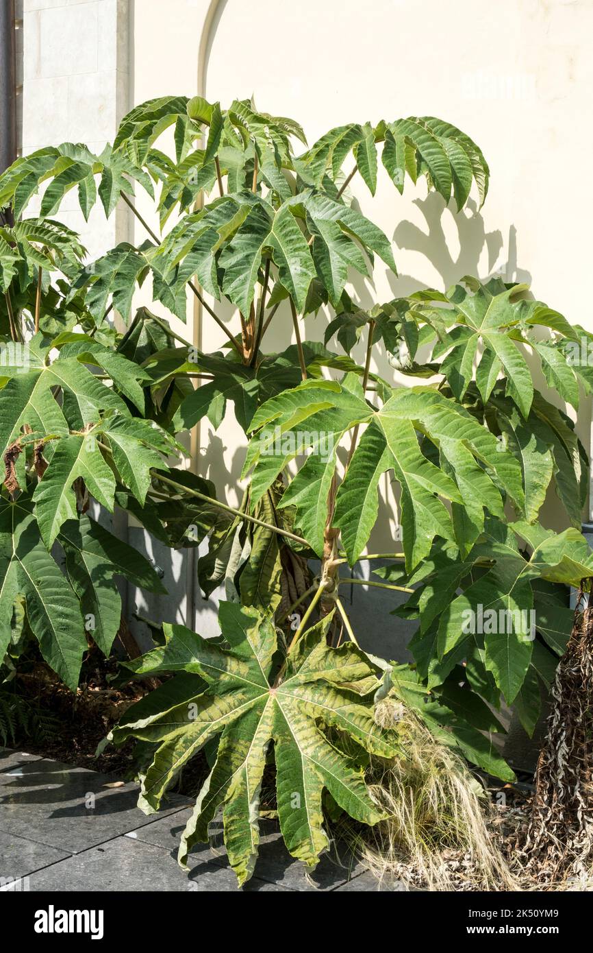 Tetrapanax plant hi-res stock photography and images - Alamy