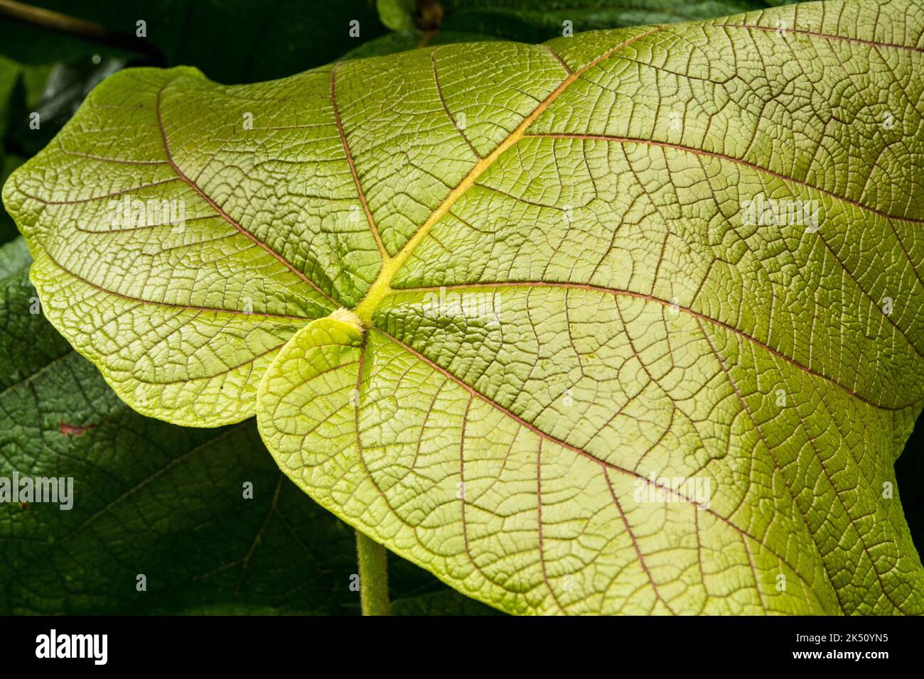 One leaf of Coccoloba pubescens Stock Photo - Alamy