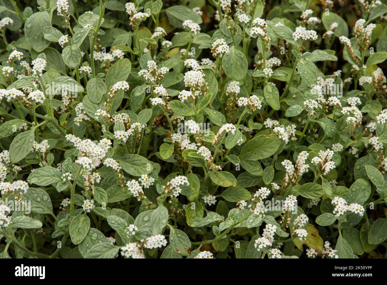 Heliotropium europaeum hi-res stock photography and images - Alamy