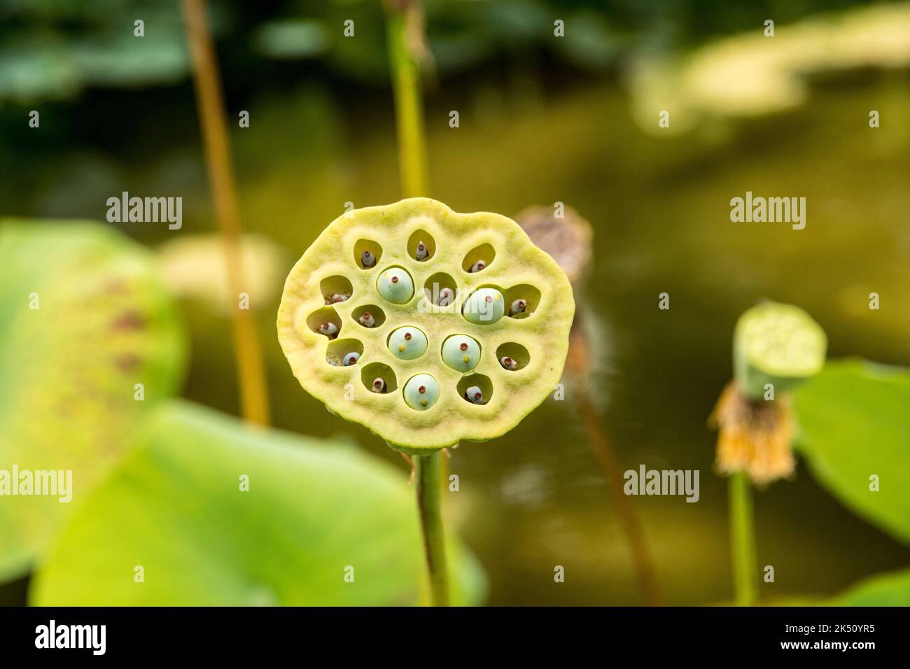 Seed pod of Nelumbo nucifera Stock Photo - Alamy