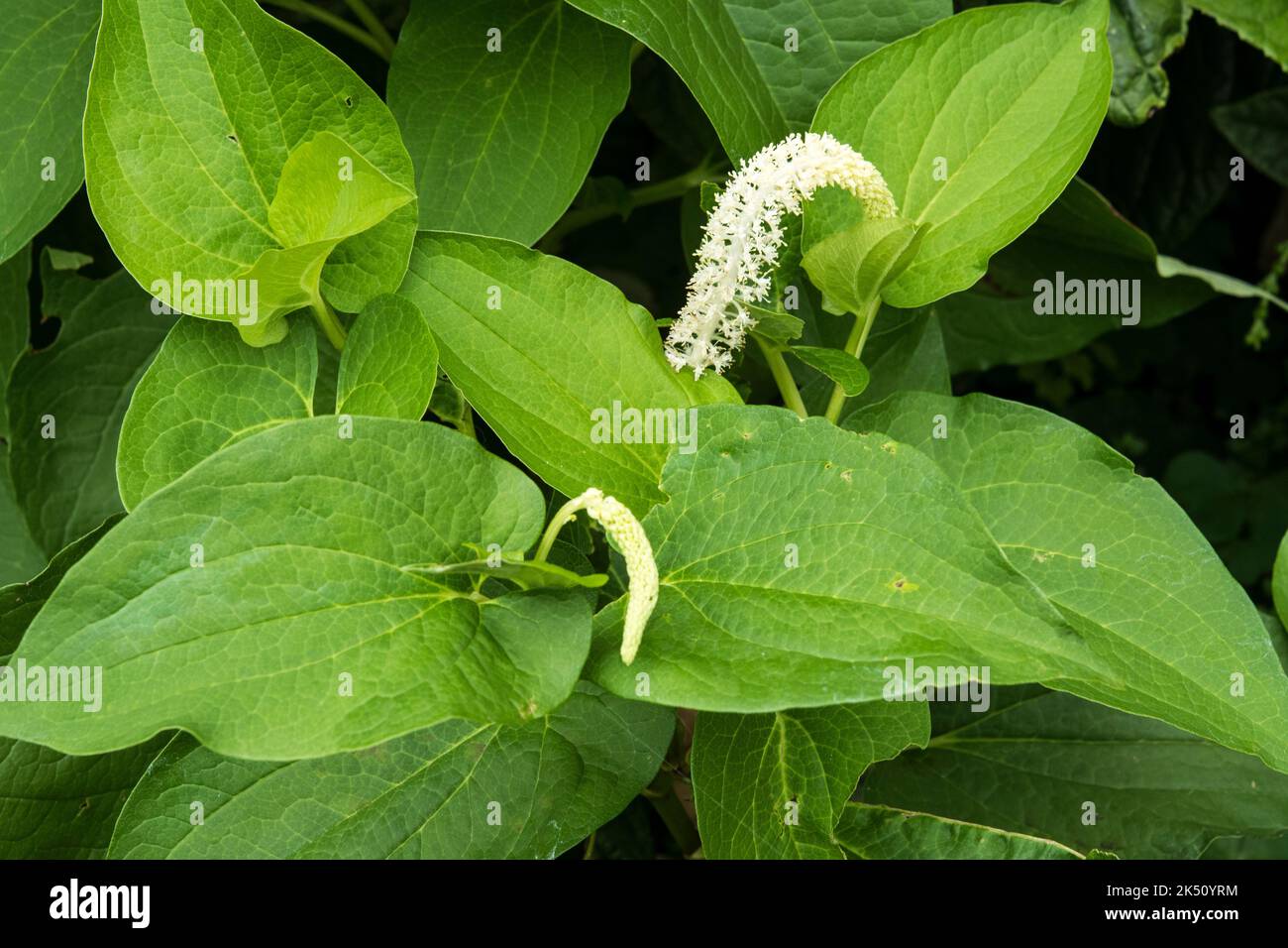 Leaves and flowers of Saururus cernuus Stock Photo - Alamy
