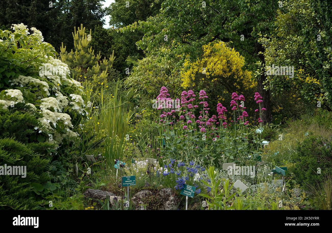 Hedge shrubs shrub perennials hi-res stock photography and images - Alamy