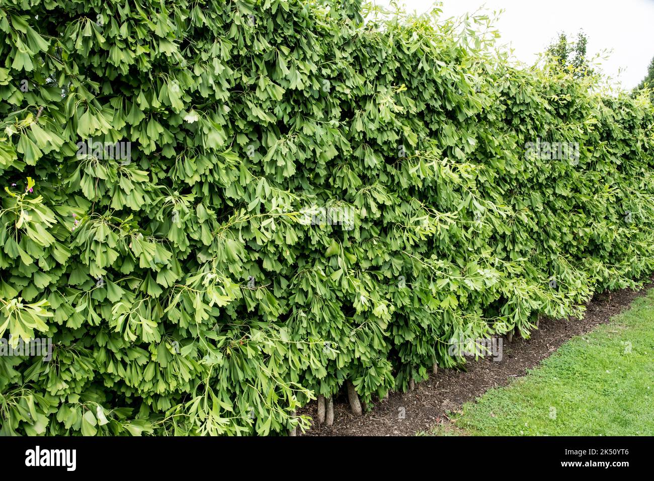 Ornamental hedge shrubs hi-res stock photography and images - Alamy