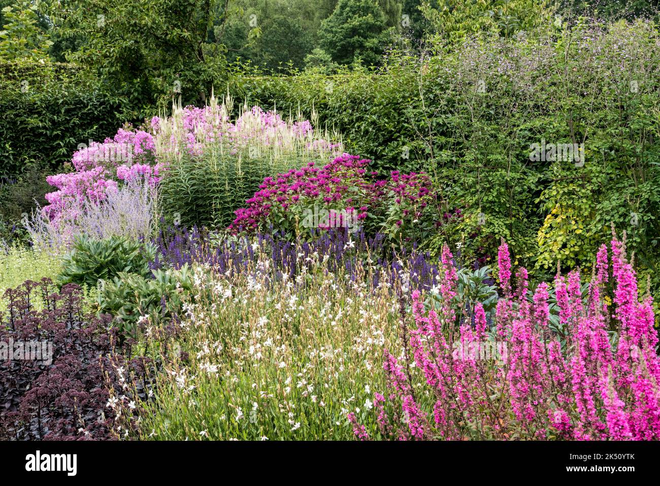 Plant border with Phlox, Lythrum, Monarda, Veronicastrum, Gaura Stock ...