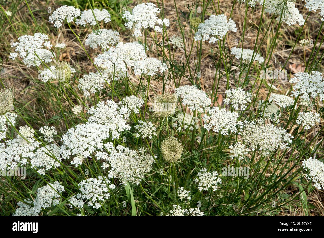 Flowers of Daucus carota Stock Photo - Alamy