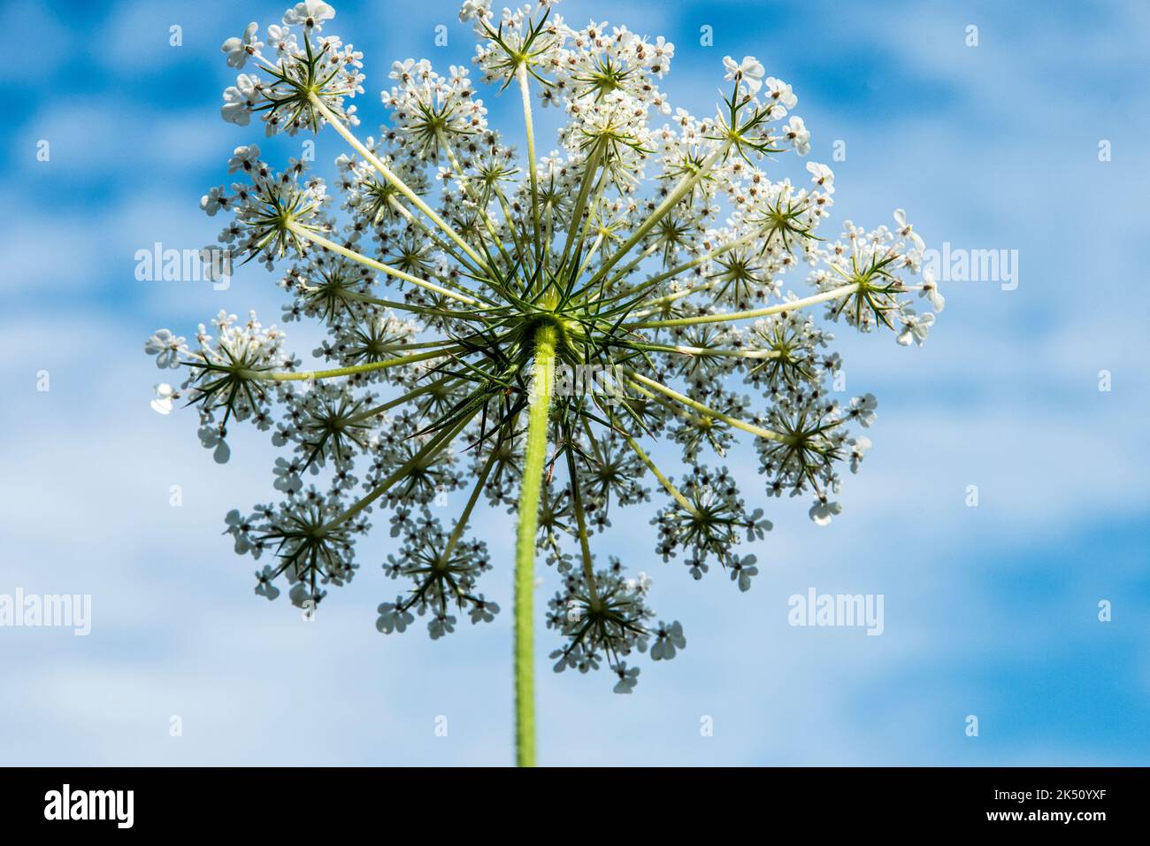 Flowers of Daucus carota Stock Photo - Alamy