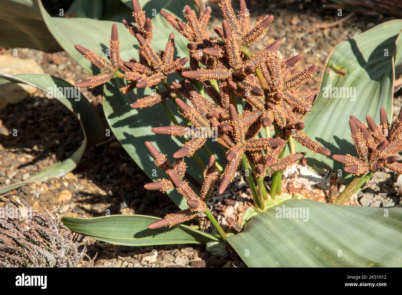 Welwitschia mirabilis male plant Stock Photo - Alamy