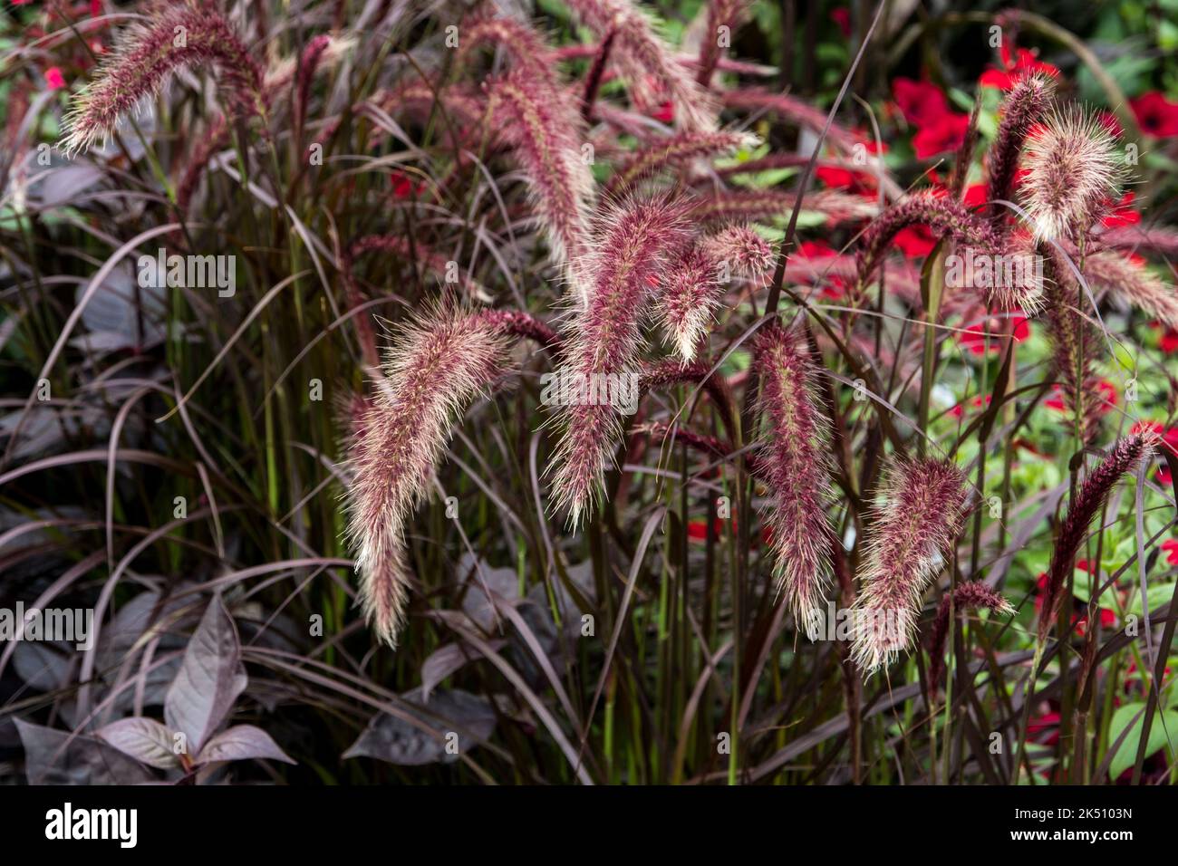 Cenchrus x cupreus 'Rubrum' (syn. Pennisetum x advena 'Rubrum' Stock ...
