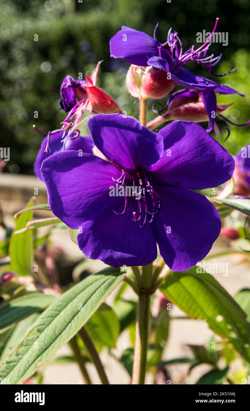 Tibouchina close up hi-res stock photography and images - Alamy